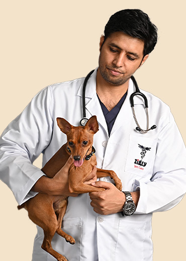 Zigly Vet Care Limited